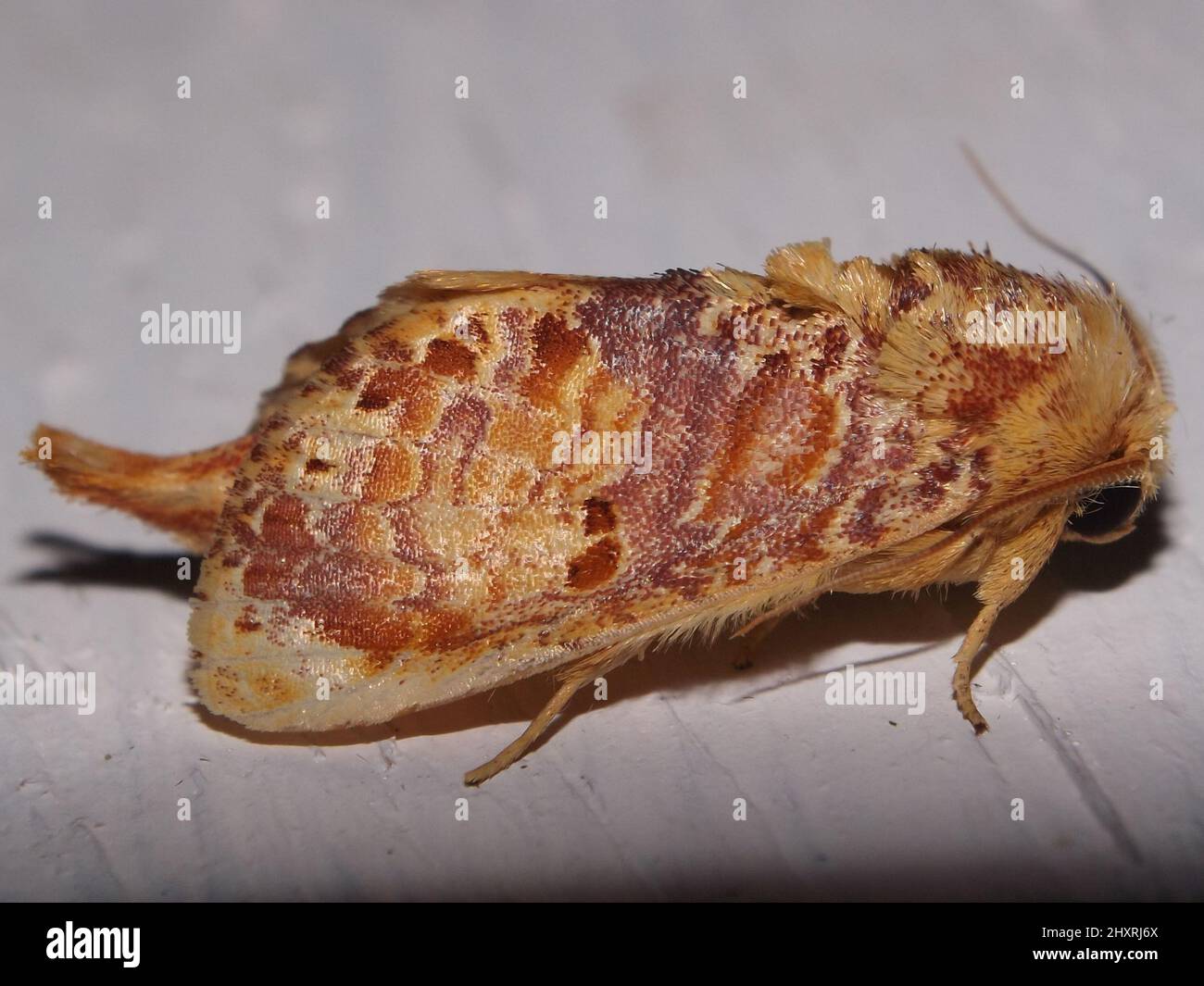 a side view of an orange and gold Prominent moth (family Notodontidae ...