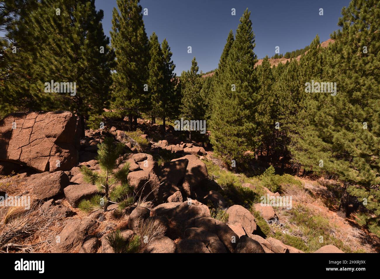 View of nature landscape surrounded by trees and rocks Stock Photo - Alamy