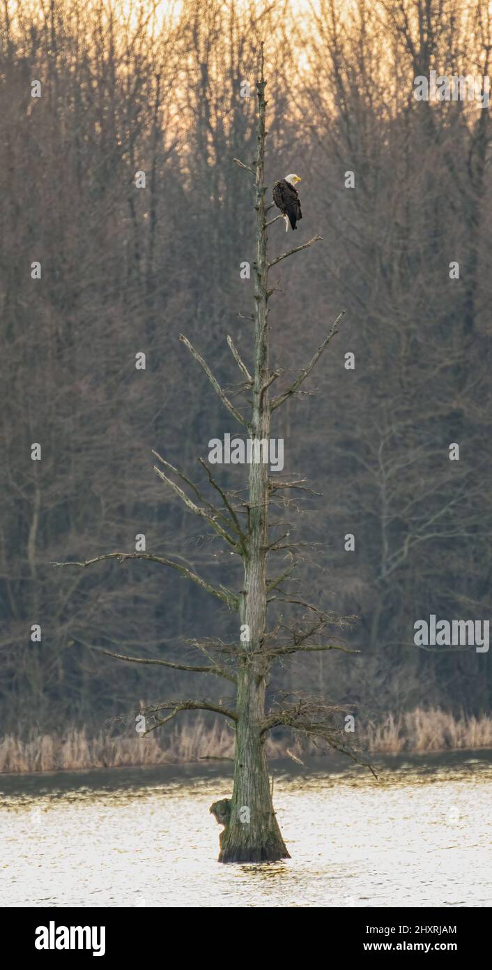 Photo of eagle sitting on a dead tree in water Stock Photo - Alamy