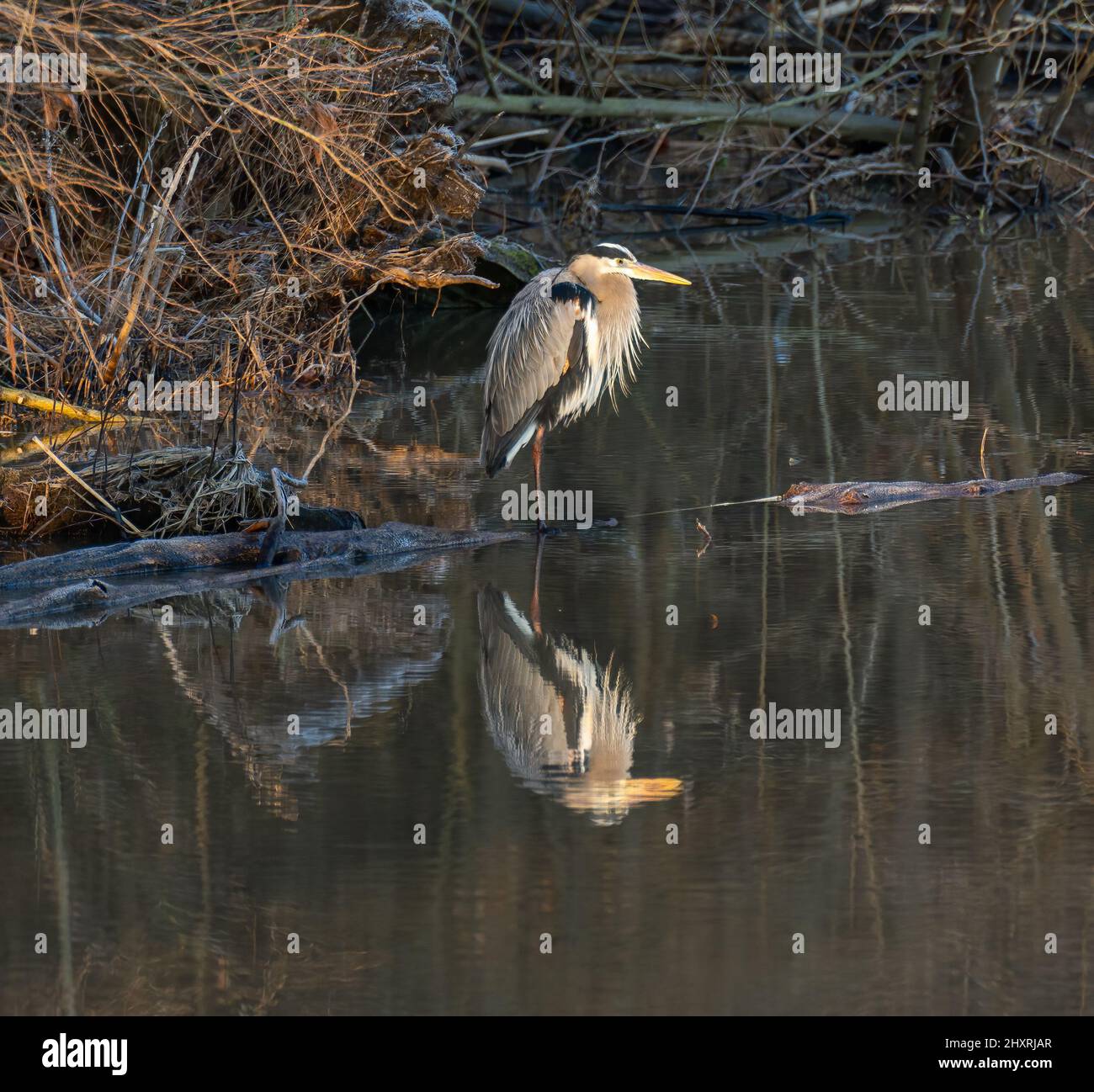 Heron standing on one leg near the grassy shore Stock Photo - Alamy