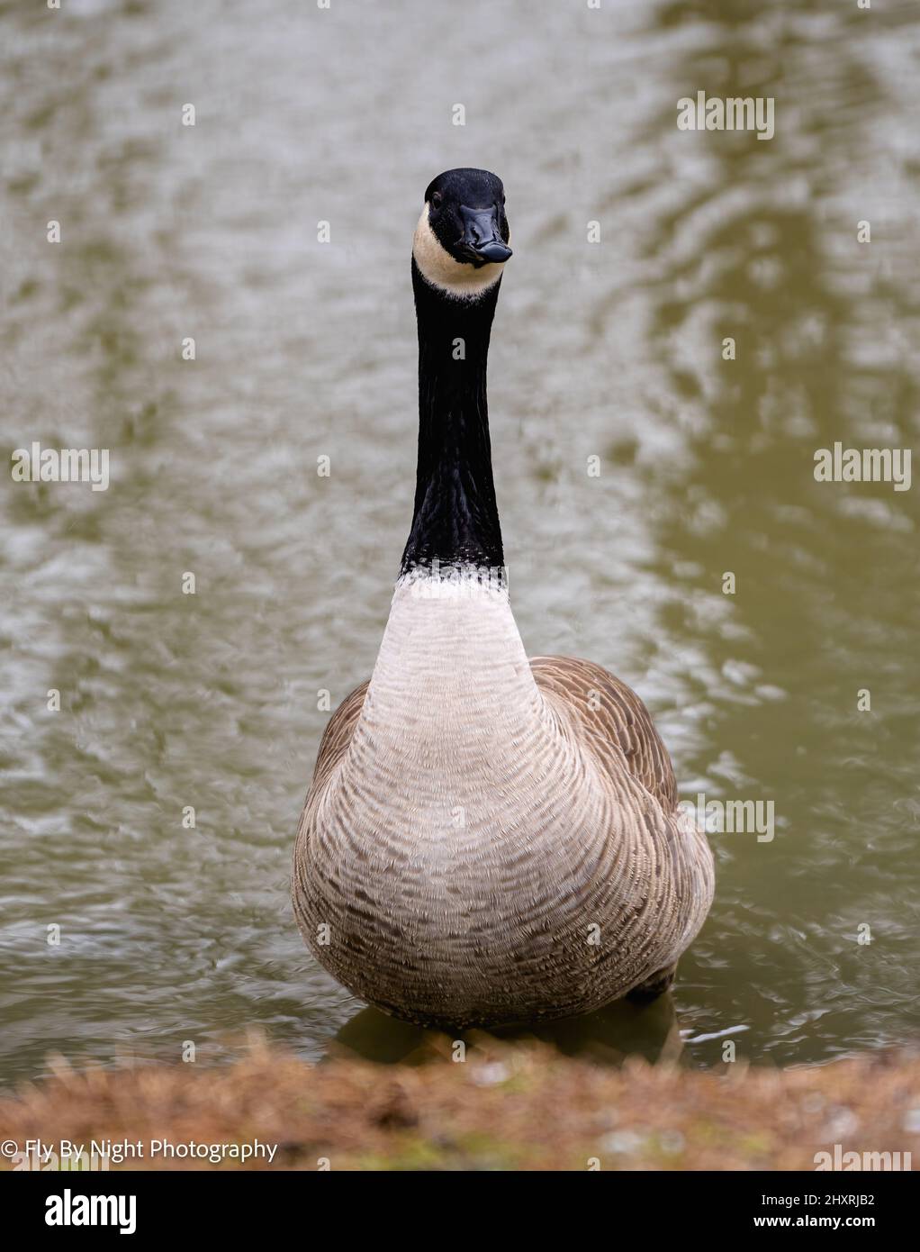 Portrait of goose sitting in water and looking at the camera Stock ...