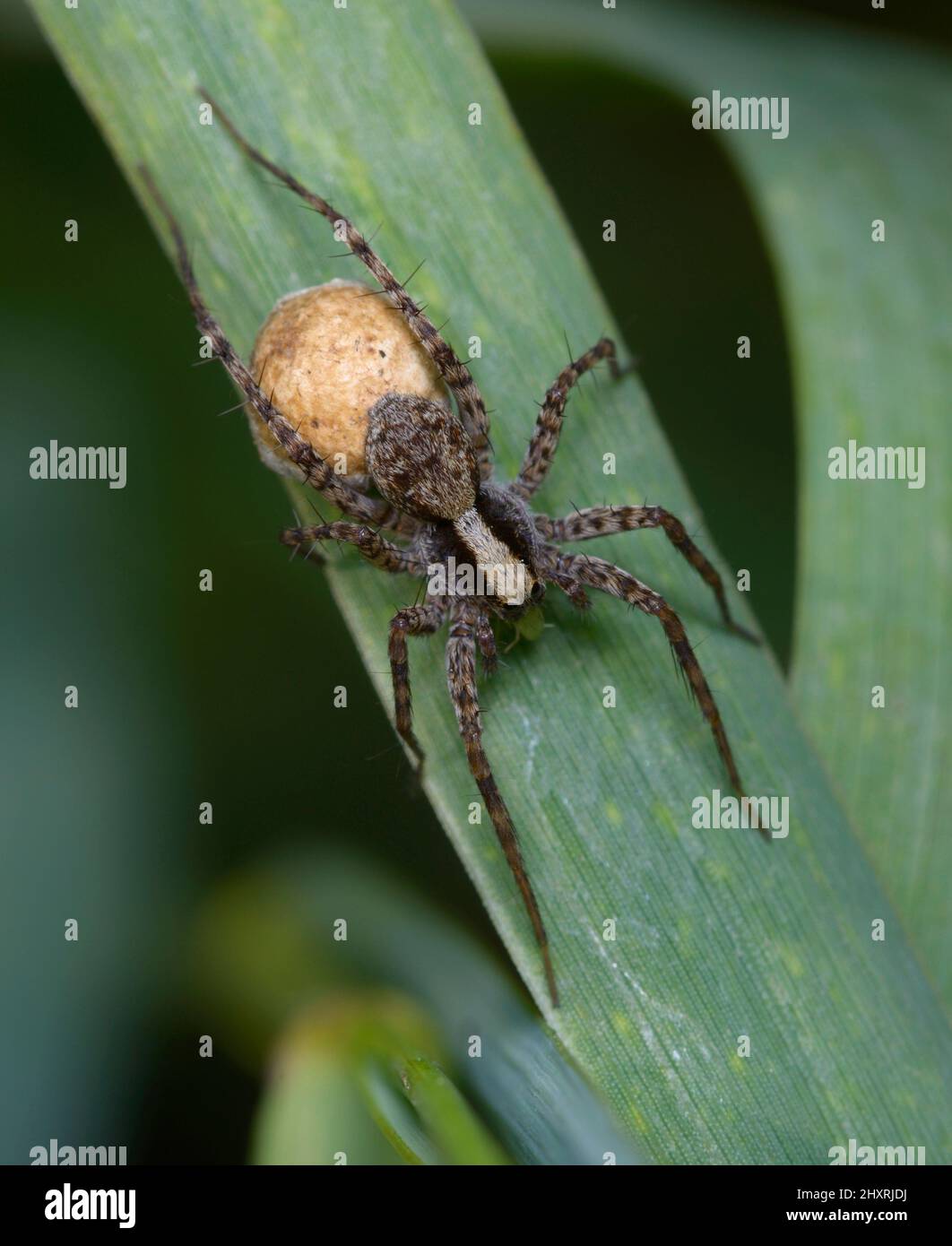 Small brown spider bearing its cocoon eating an aphid Stock Photo - Alamy