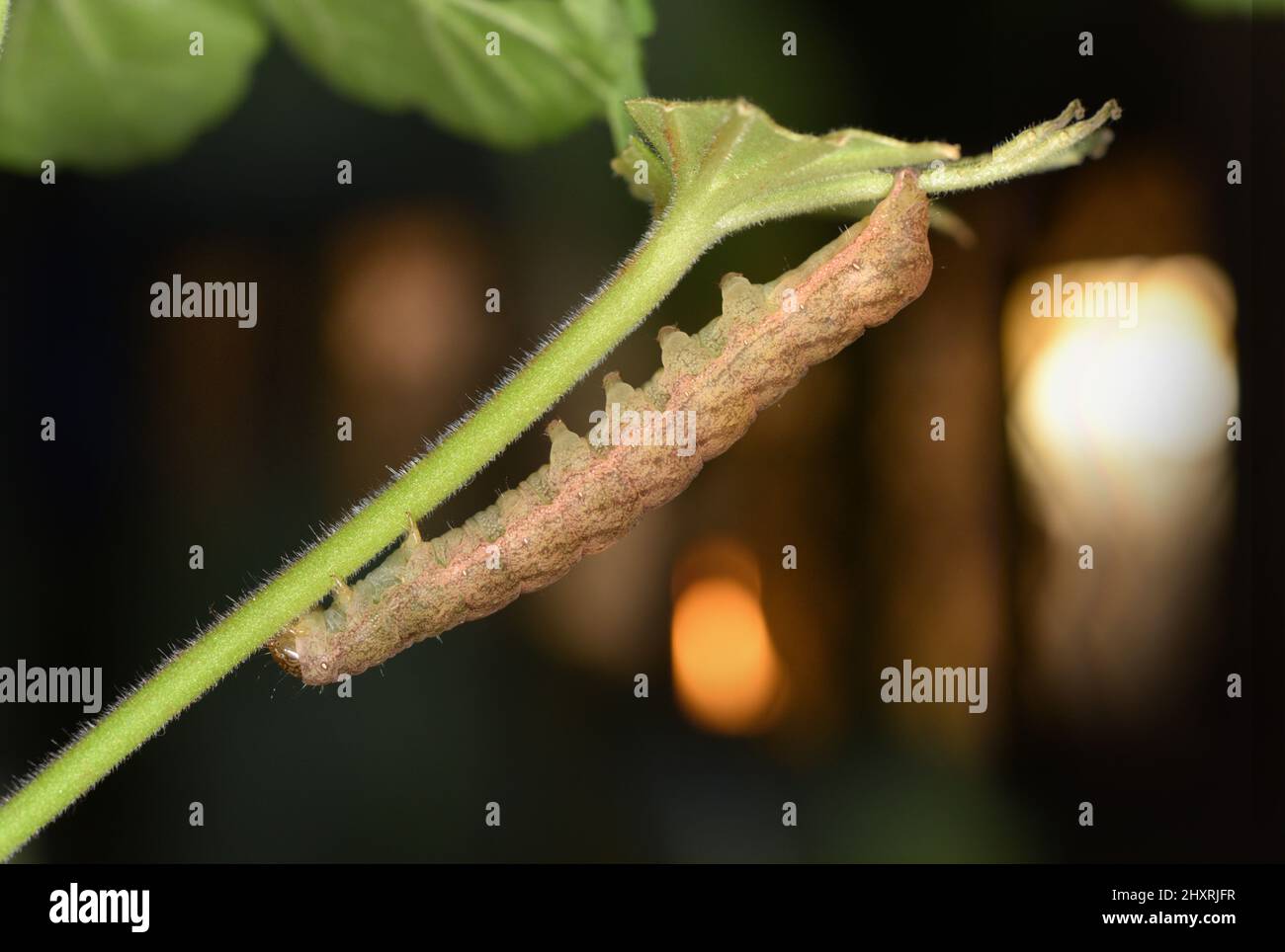 Angle Shades - Phlogophora meticulosa Stock Photo - Alamy