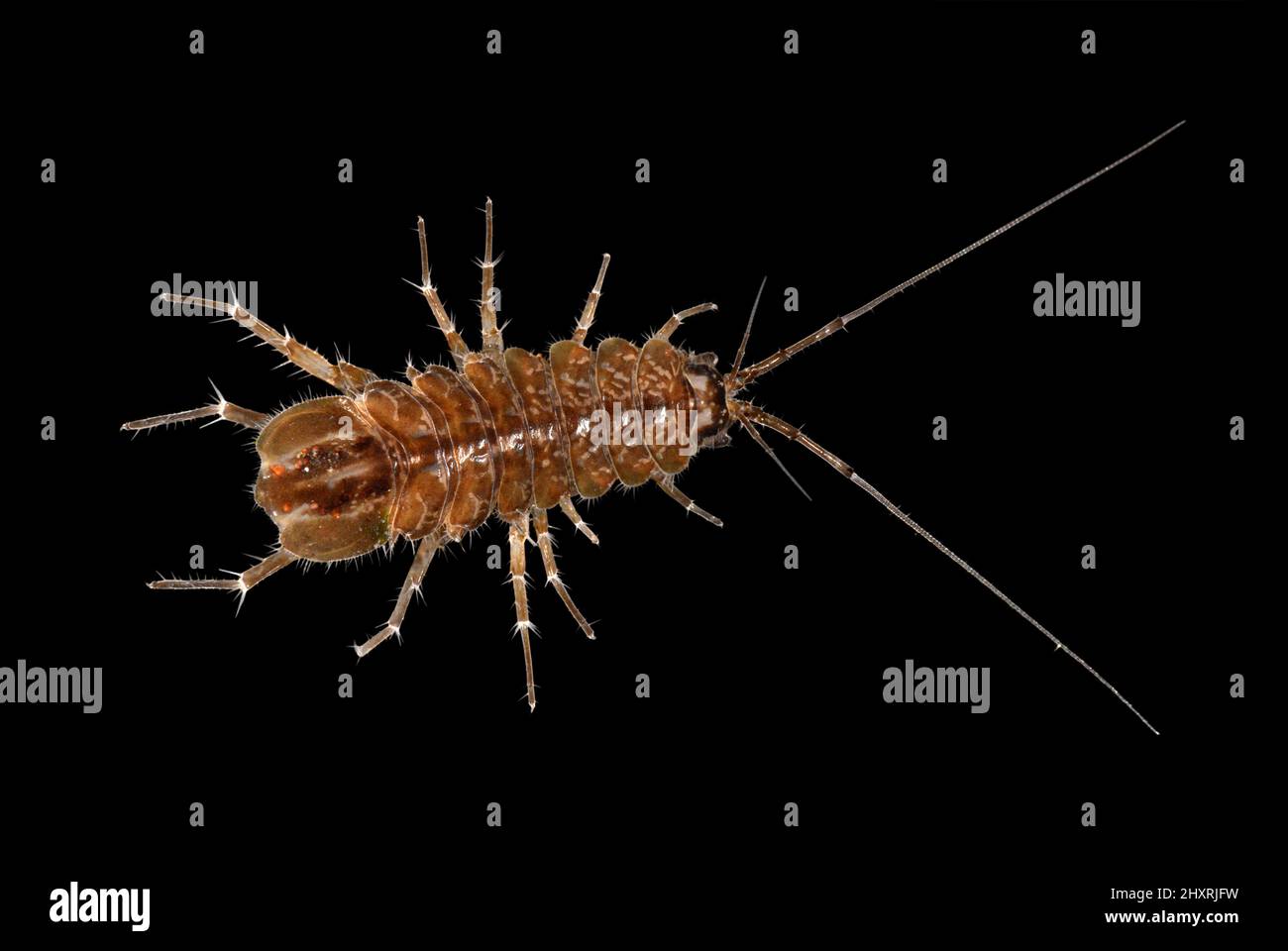 Water Hog Louse - Asellus aquaticus Stock Photo - Alamy