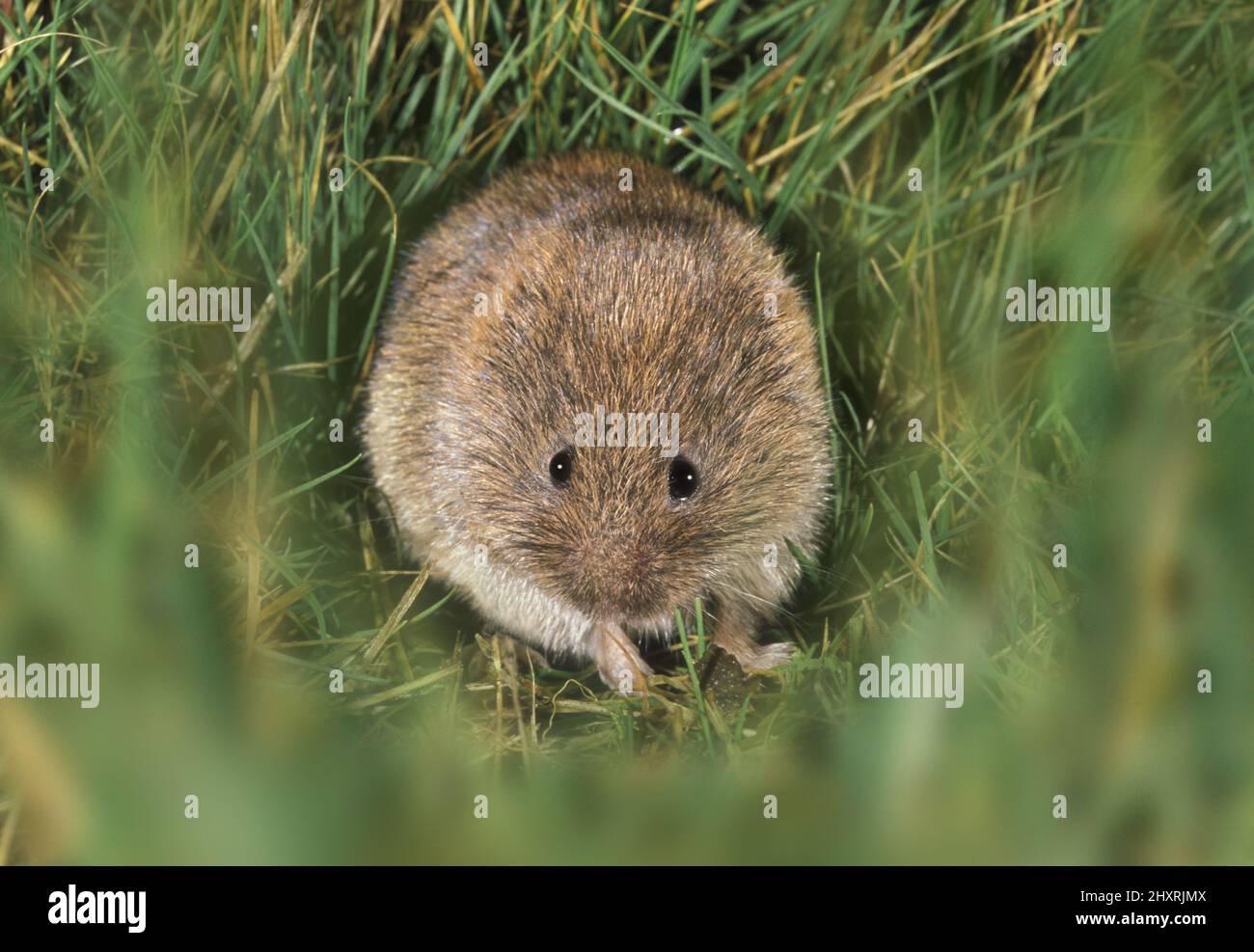 Field Vole - Microtus agrestis Stock Photo - Alamy