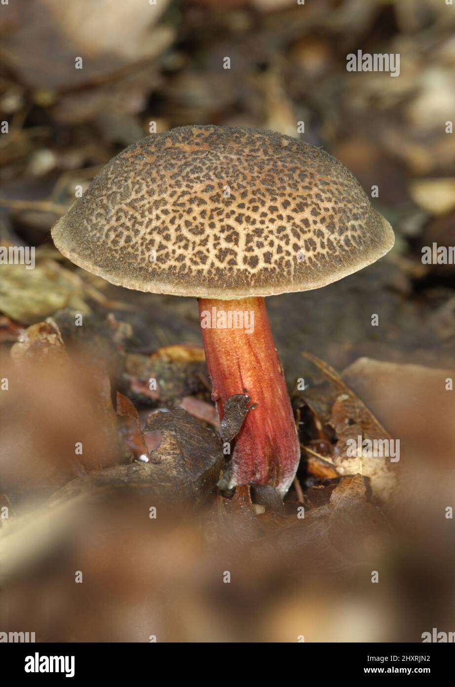Red-cracking Bolete - Boletus chrysenteron Stock Photo - Alamy