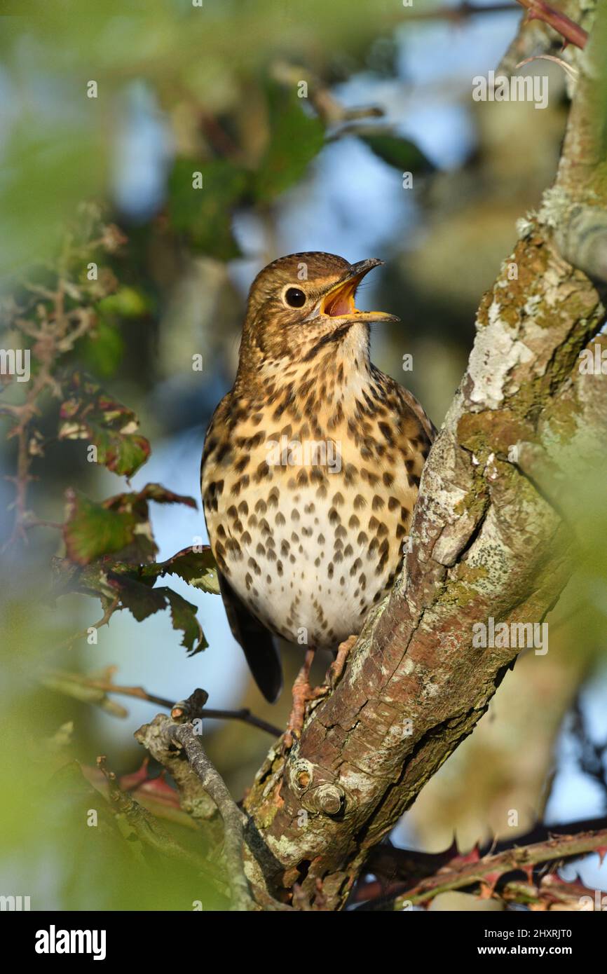 Song thrush uk singing hi-res stock photography and images - Alamy