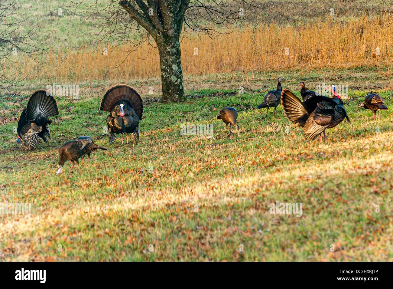 Turkeys in a field hi-res stock photography and images - Alamy