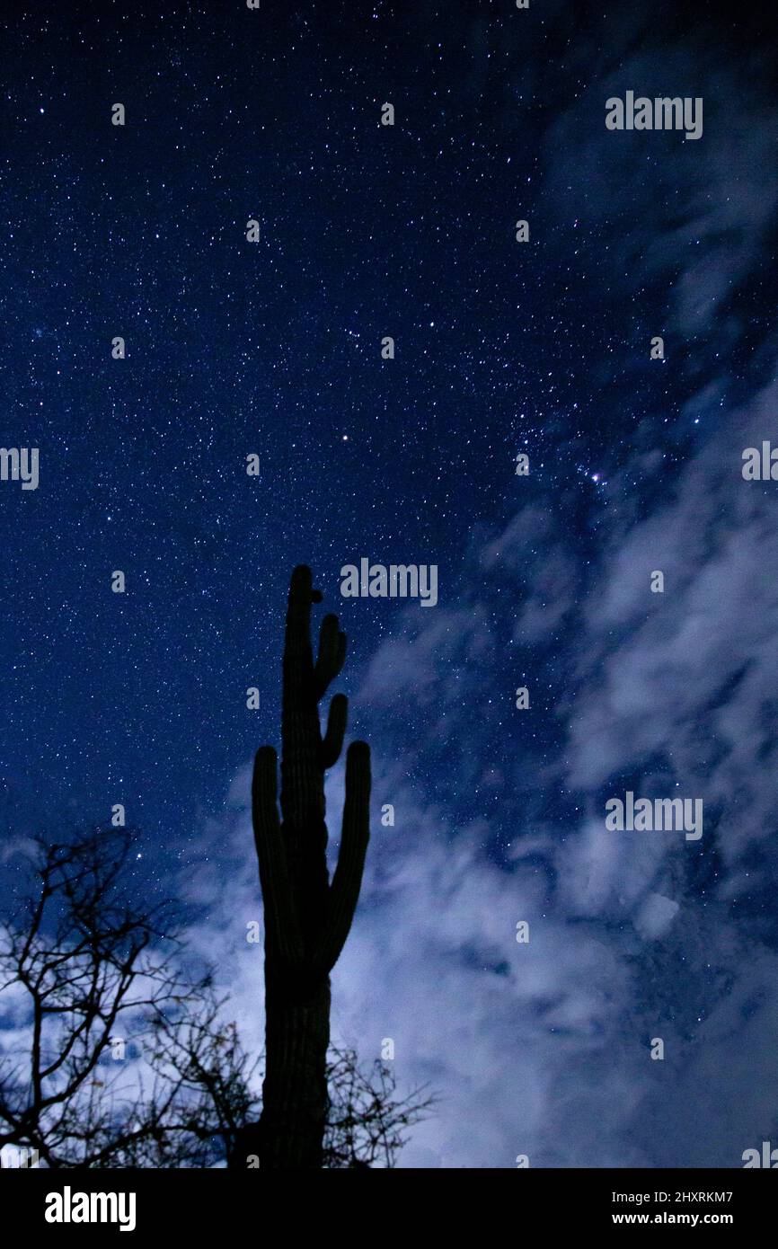 Night sky photography with the silohuette of a lonely cactus Stock ...