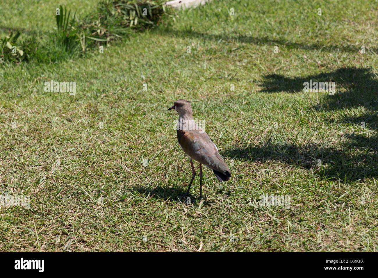 Southern Lapwing bird perched on the green grass on a sunny day Stock ...