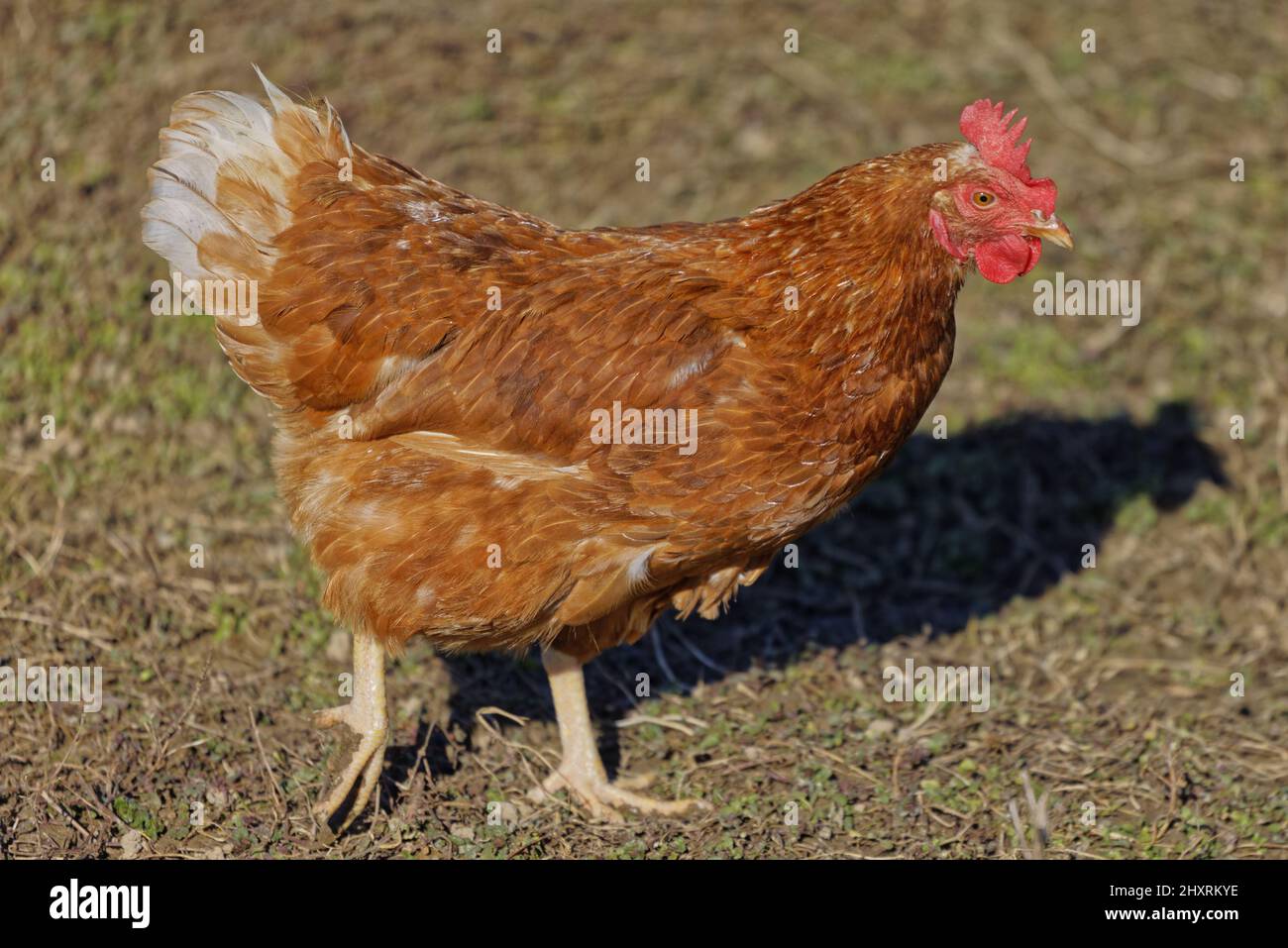 Close-up shot of a chicken at a farm under the sunlight Stock Photo - Alamy