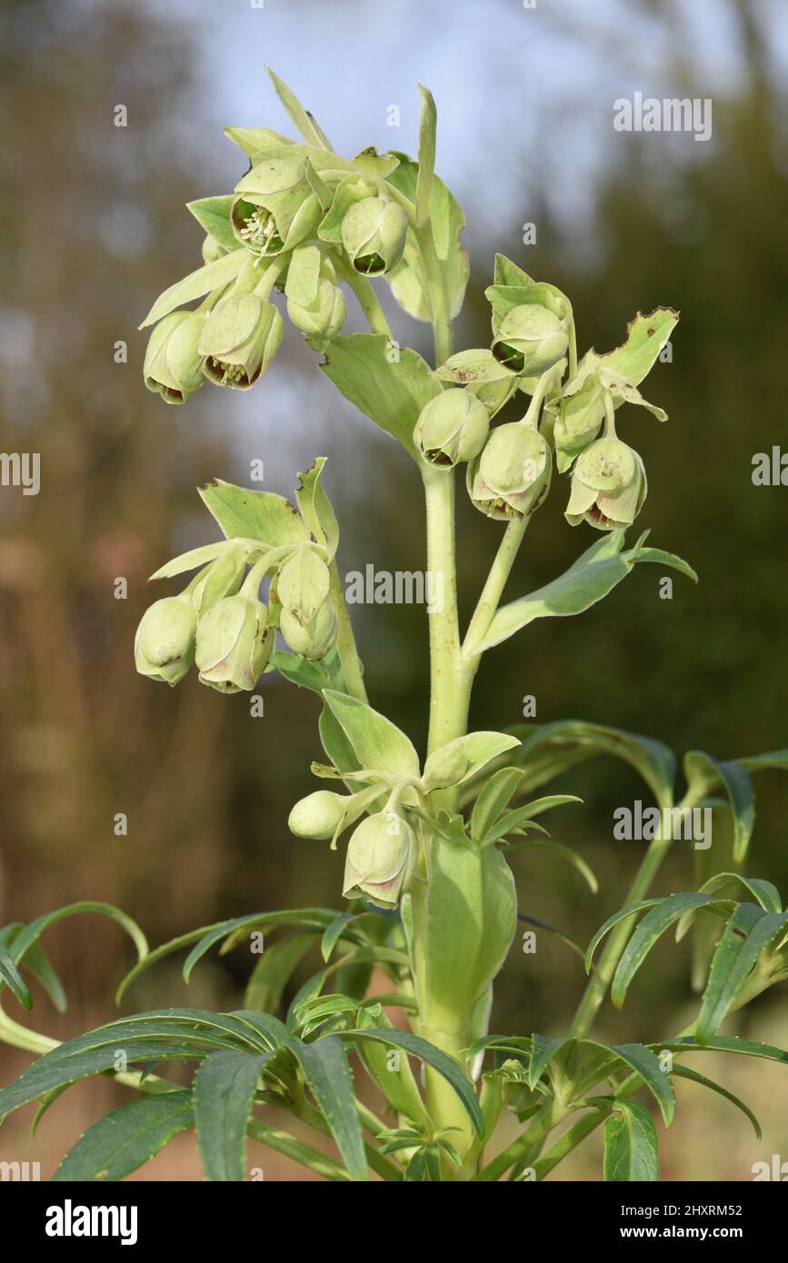 Stinking Hellebore - Helleborus foetidus Stock Photo - Alamy