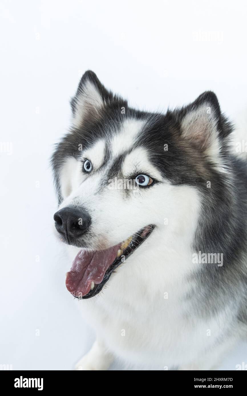 Closeup shot of a husky posing in front of a white wall Stock Photo - Alamy