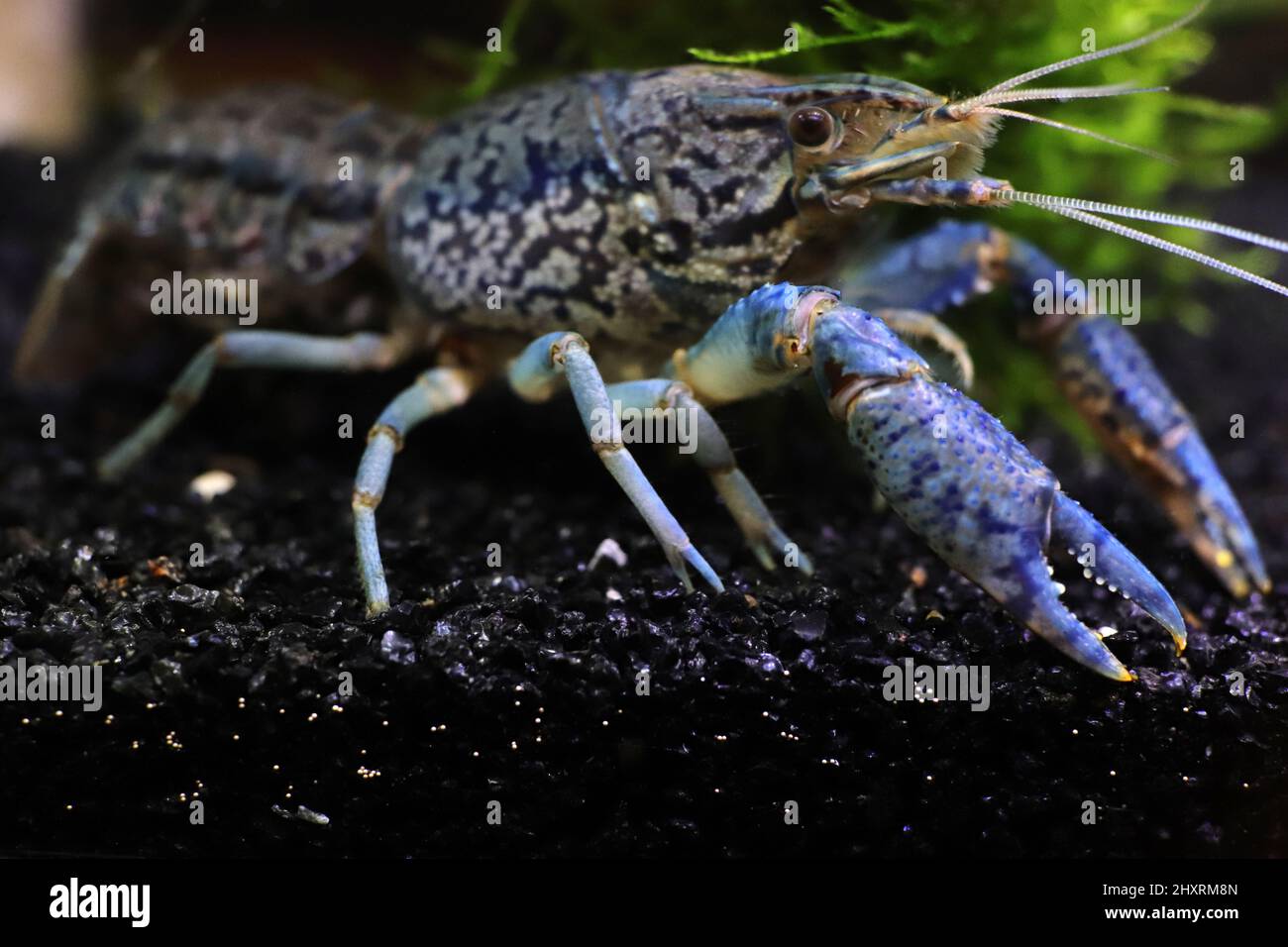 Blue crayfish hi-res stock photography and images - Alamy