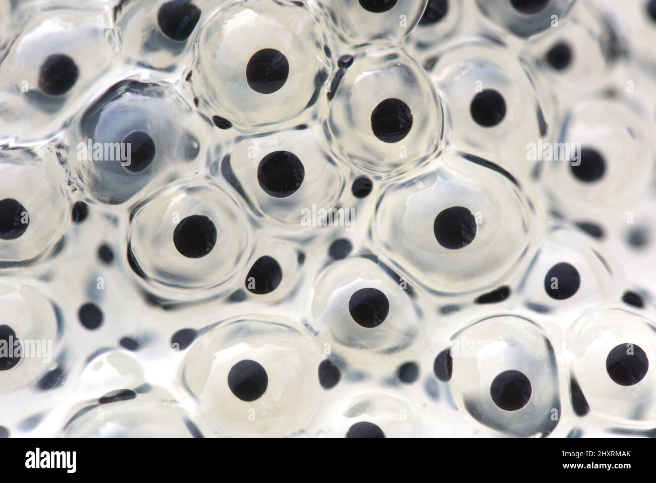 Common Frog spawn - Rana temporaria Stock Photo - Alamy