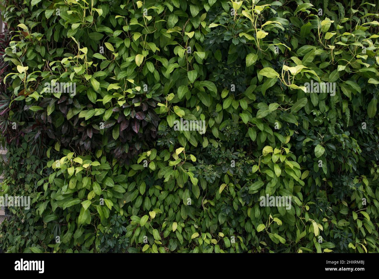 Green leaves wall. Natural background. Vertical garden Stock Photo - Alamy