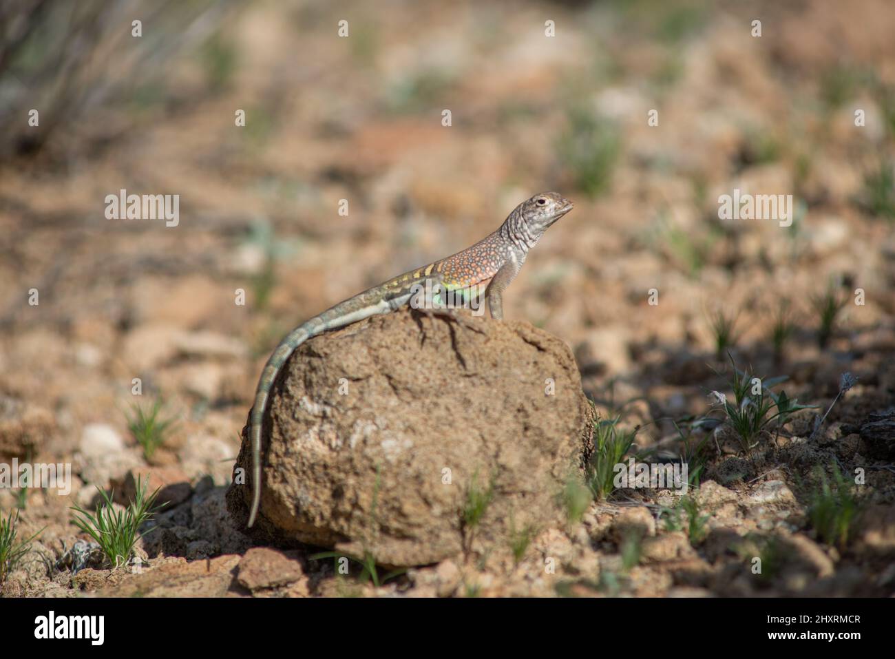 Greater Earless Lizard Big Bend National Park Texas Stock Photo - Alamy