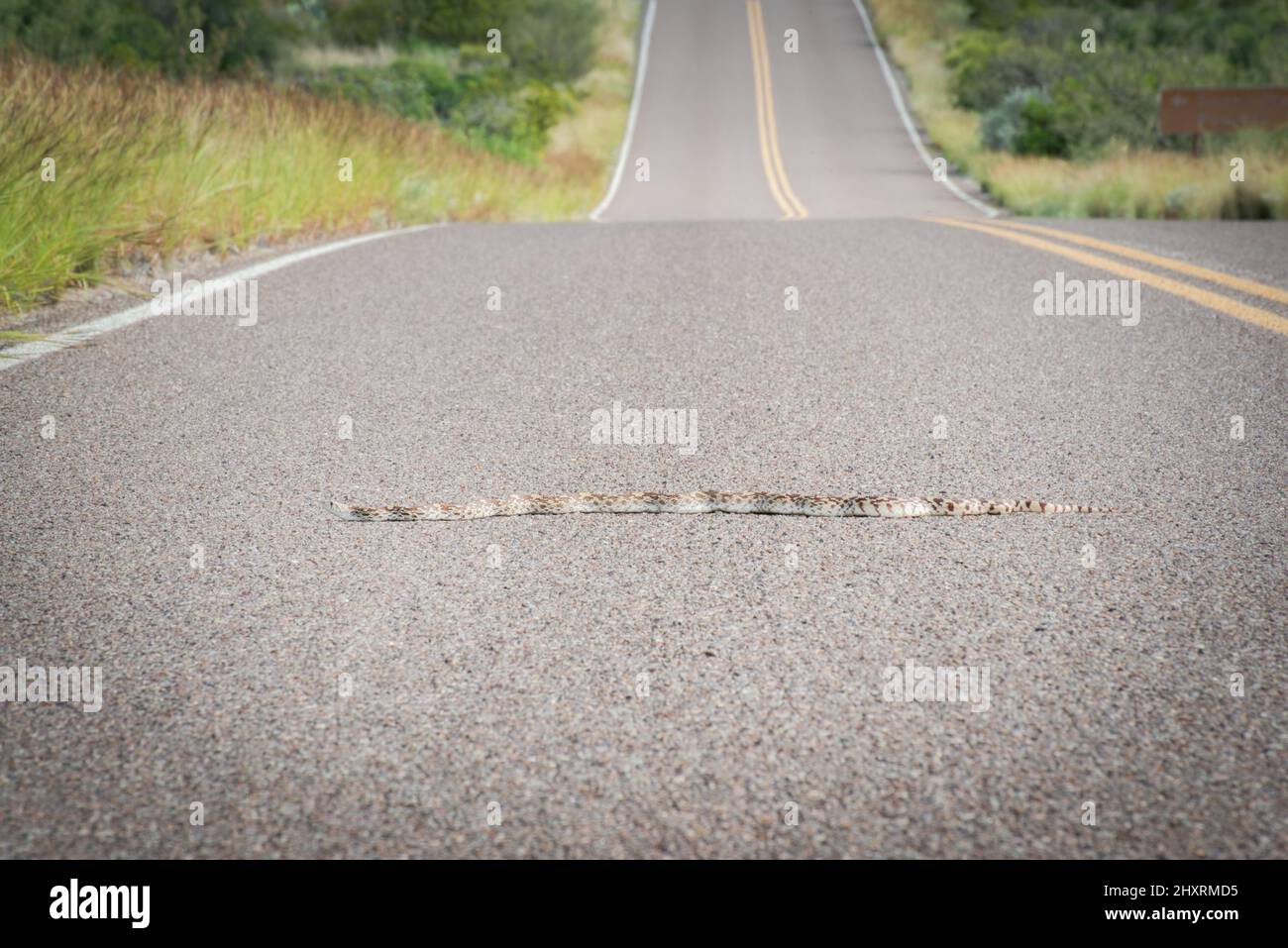 Snake Crossing The Road In Big Bend Stock Photo - Alamy