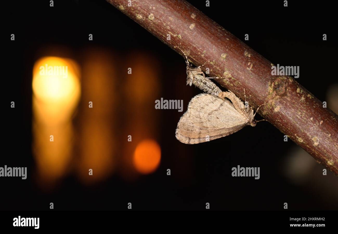 Female winter moth hi-res stock photography and images - Alamy