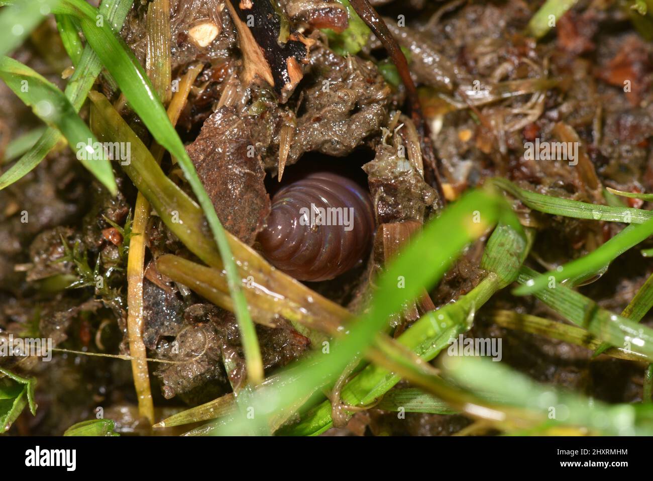 Earthworm - Lumbricus terrestris Stock Photo - Alamy