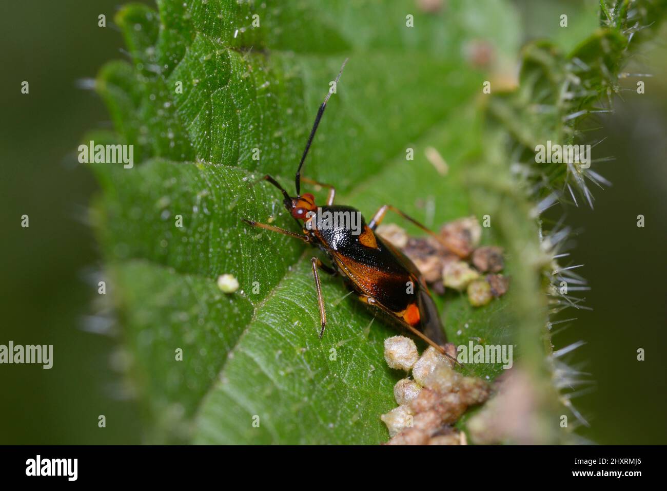 Small bug guarding its nest on a green leaf Stock Photo - Alamy