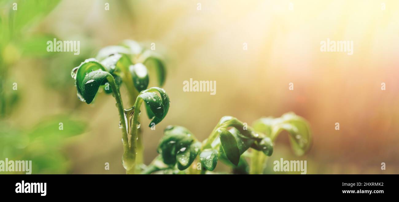 Young parsley seedling sprouts hi-res stock photography and images - Alamy