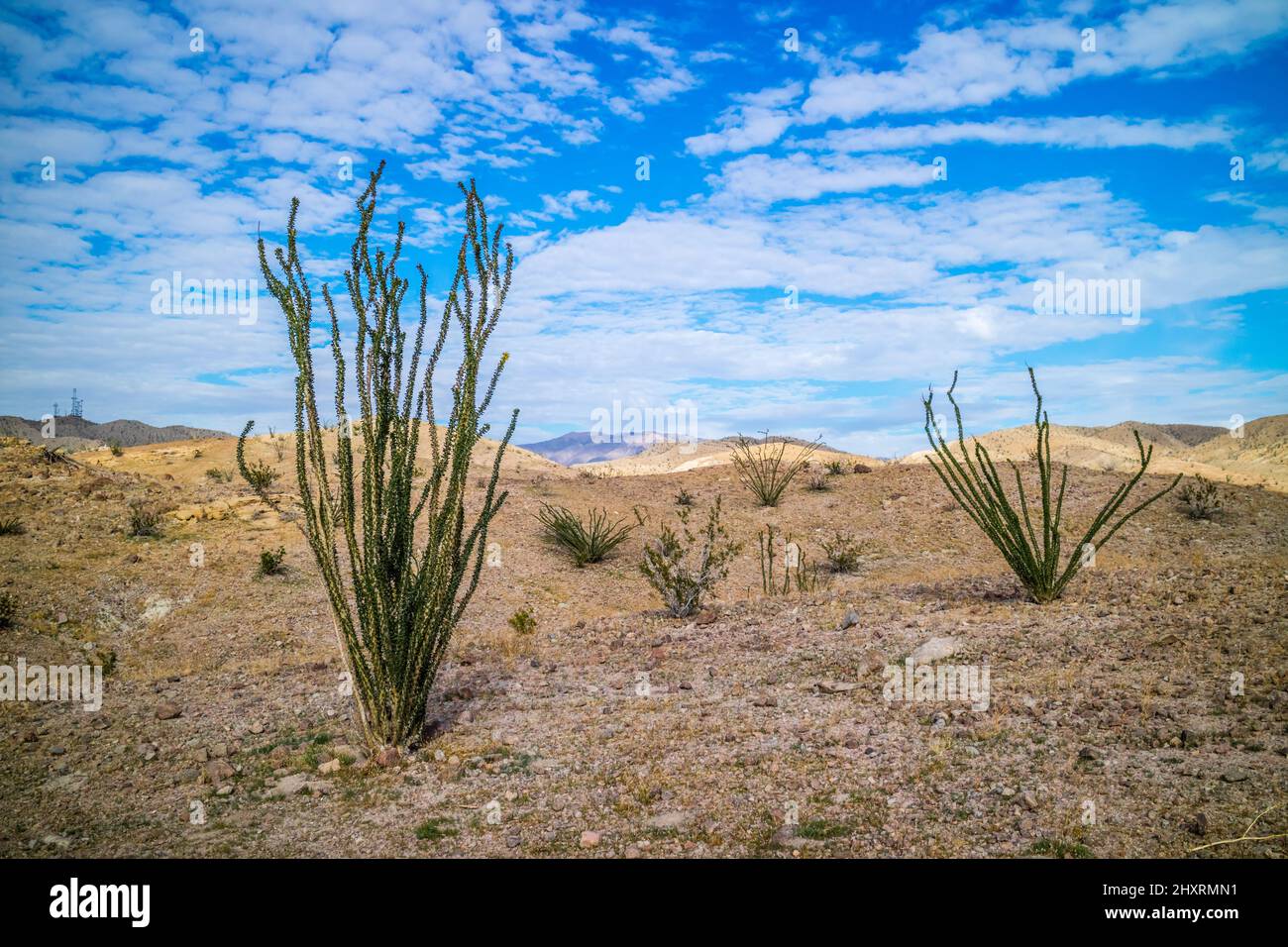 A spiny stems Ocotillo in Palm Springs, California Stock Photo - Alamy