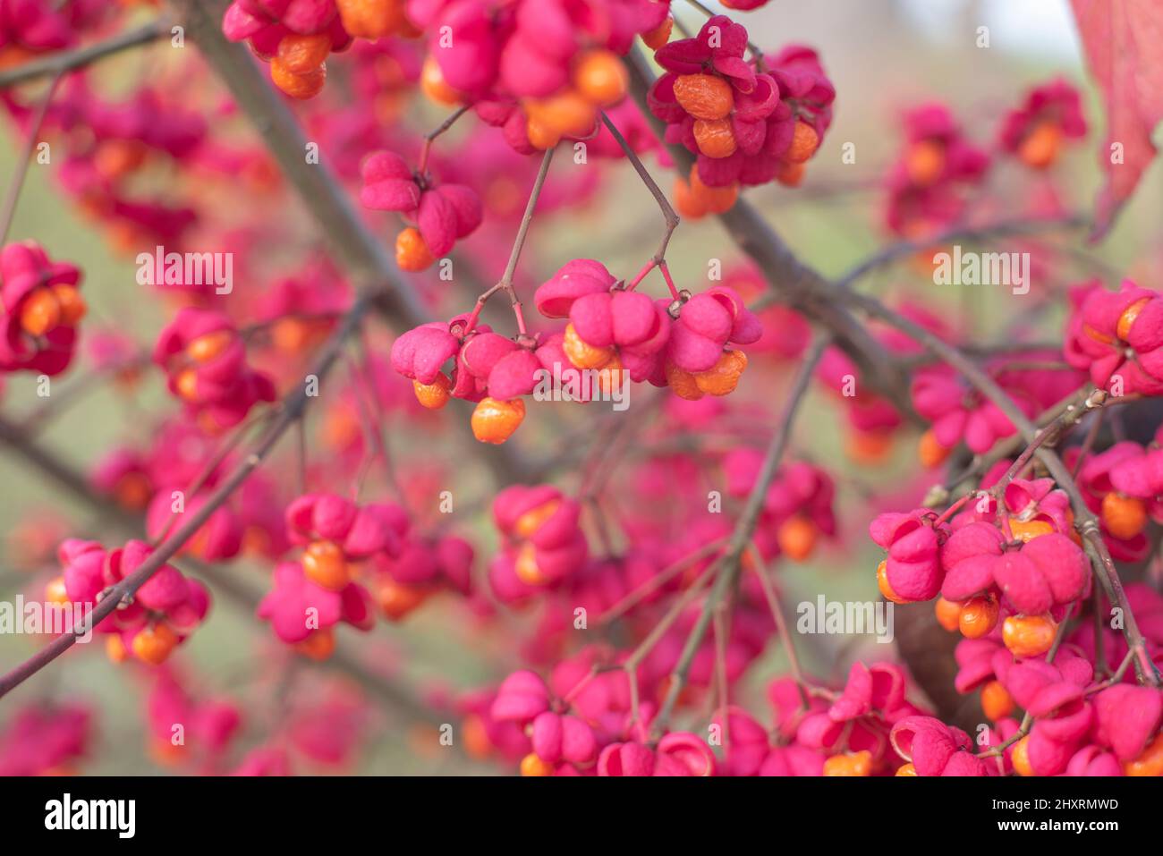 twigs of an european spindle with pink flowers and orange seeds Stock ...