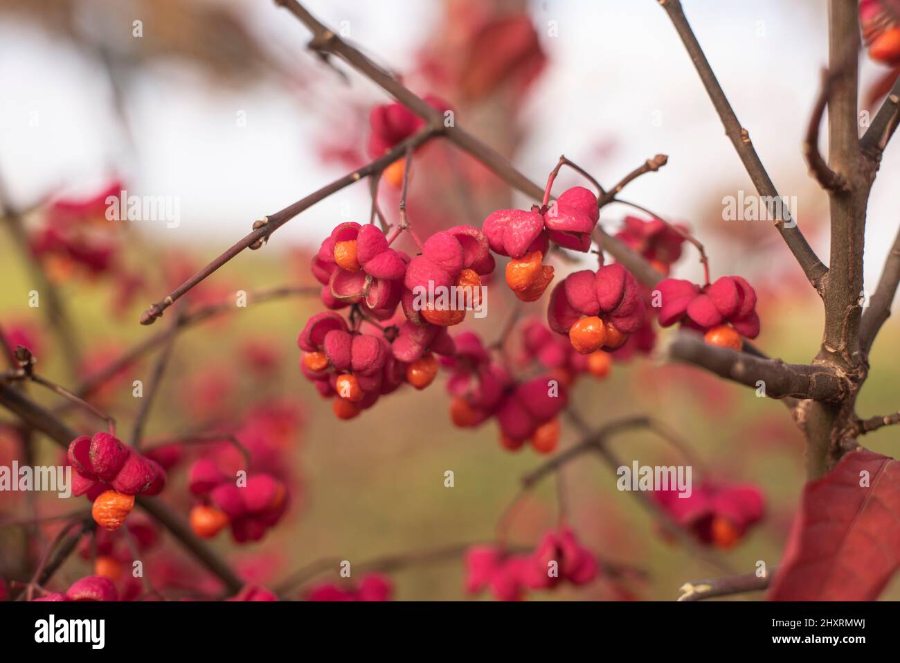 pink flowers and orange seeds at the twigs of a common spindle shrub in ...