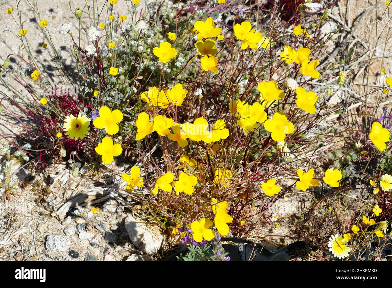 California poppy closeup hi-res stock photography and images - Alamy