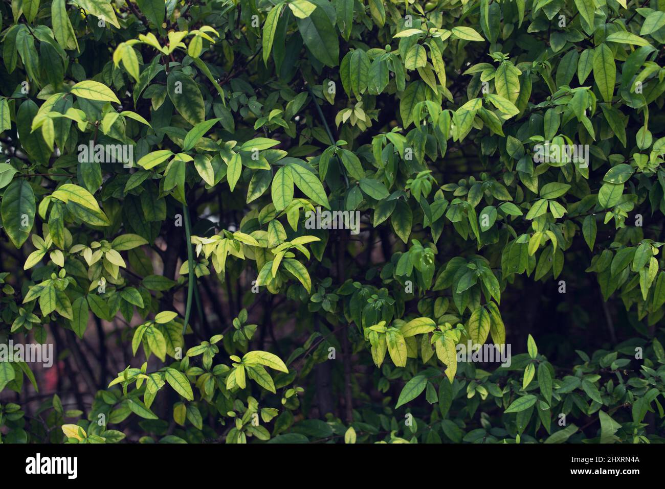 Bush with smallleaves and bright green young foliage as the background ...