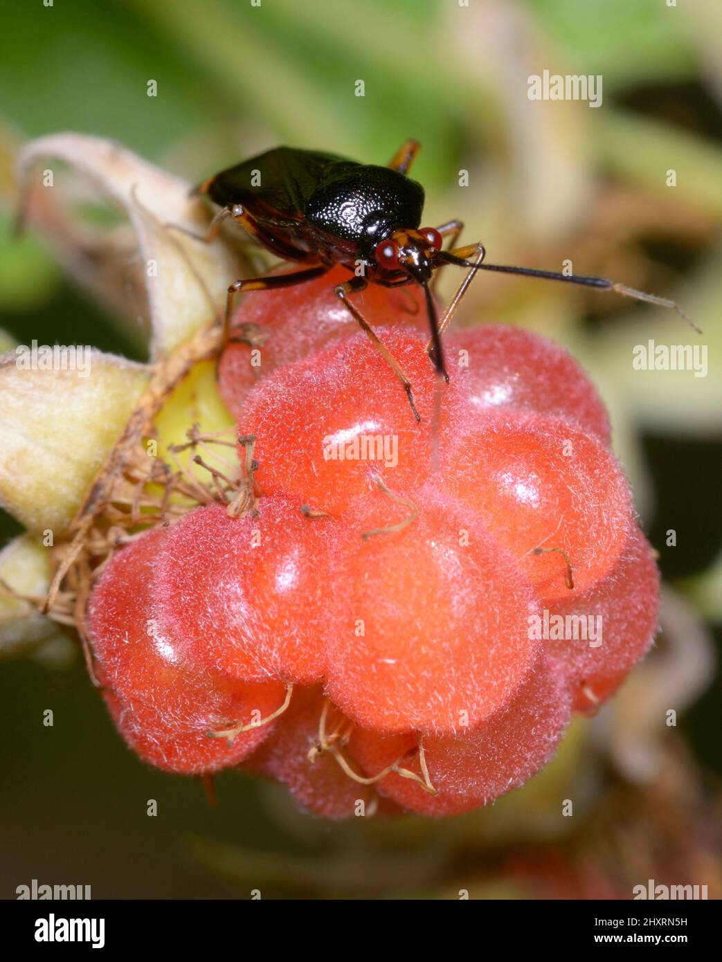 Small bug eating berry of a raspberry Stock Photo - Alamy
