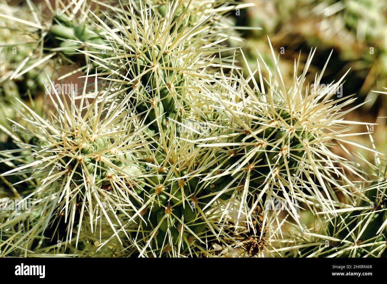 Cactus white spikes hi-res stock photography and images - Alamy