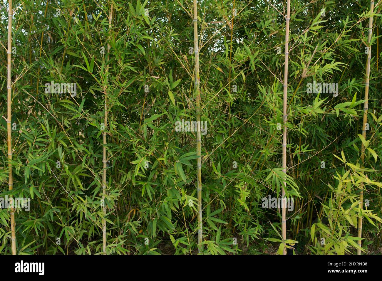 Thick bamboo foliage, green environment public park. Natural background ...