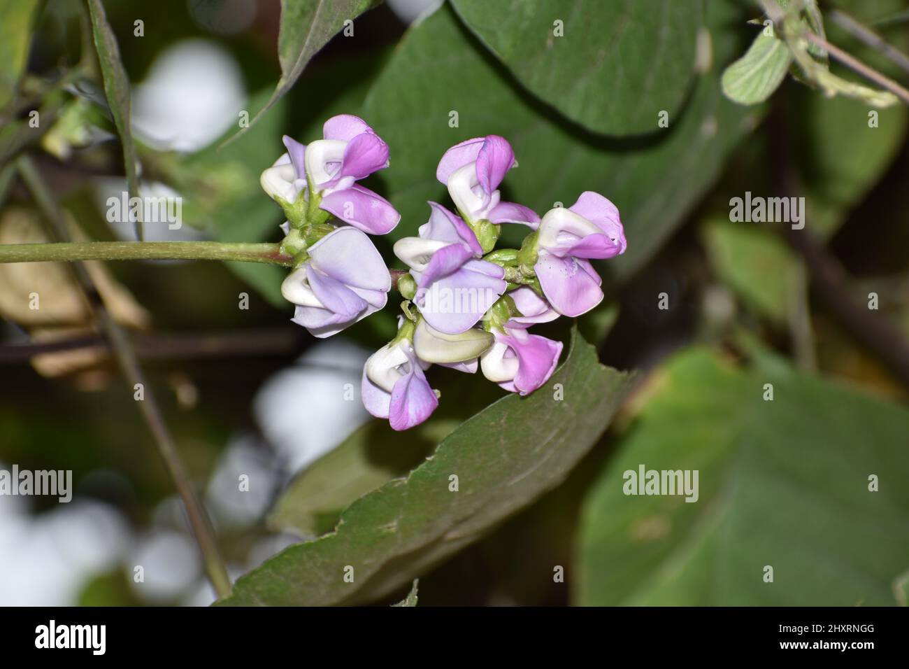 Closeup of a blossoming plant of beans called "Lablab purpureus Stock ...
