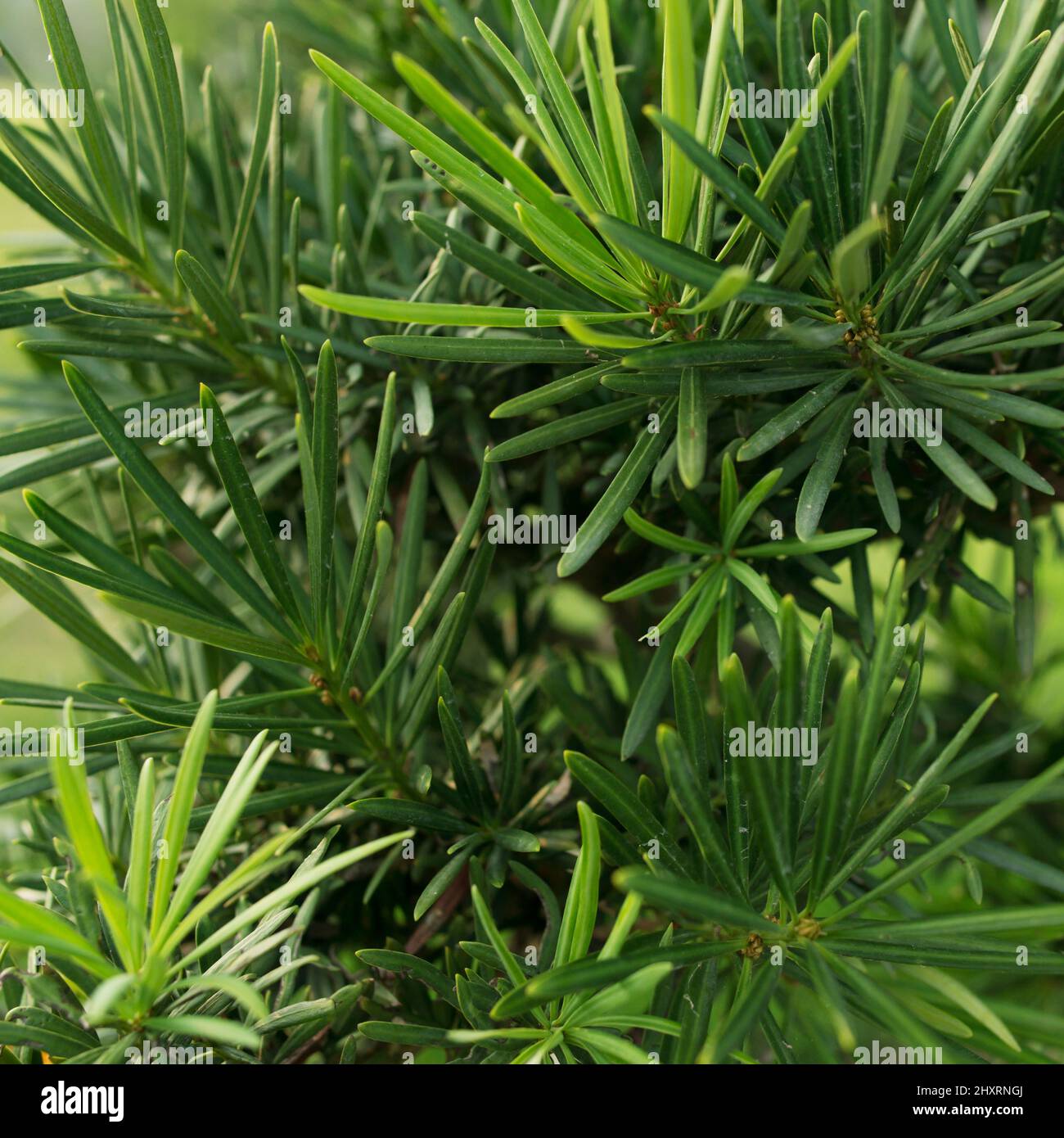 Tree with thick branches Natural background nature forest jungle ...