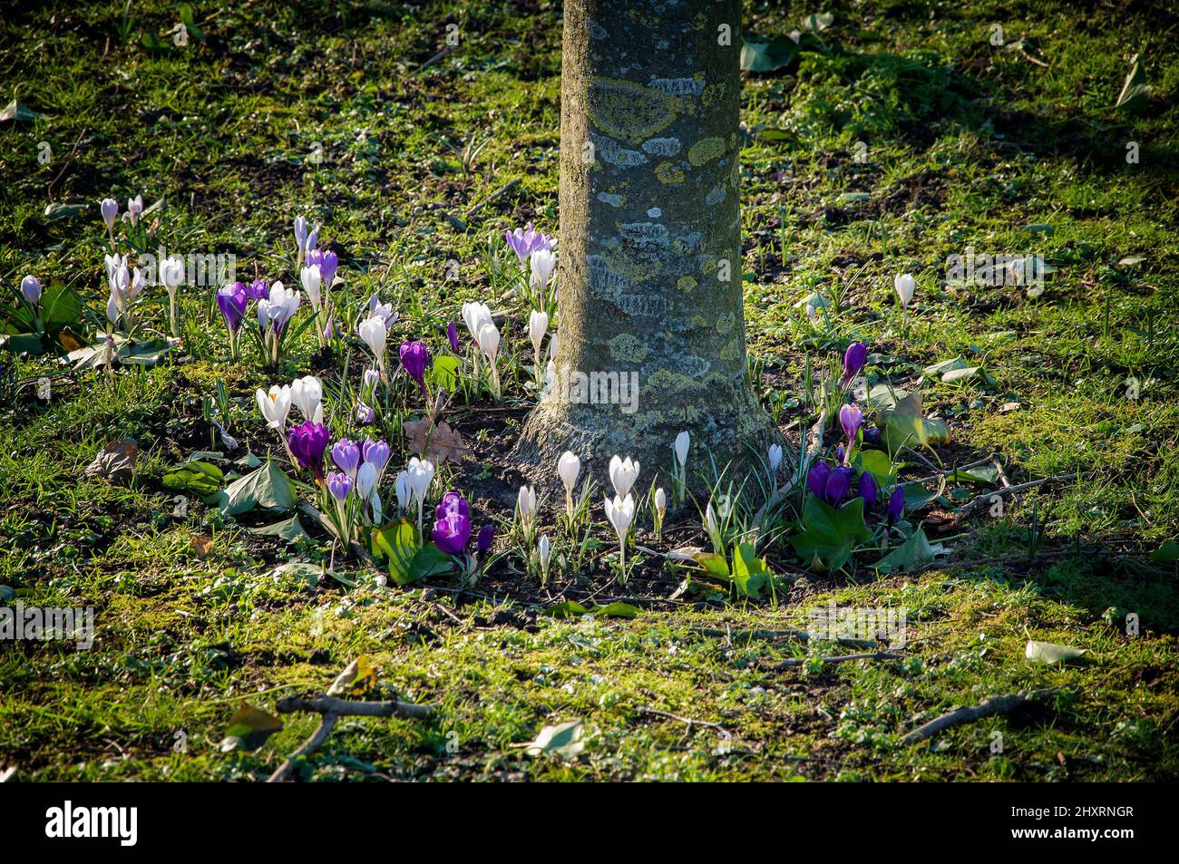 Spring flowers narcissus next to the tree Stock Photo - Alamy