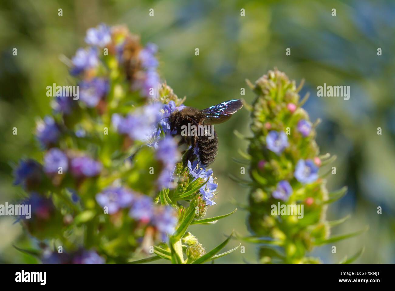 Xylocopa violacea (violet carpenter bee Stock Photo - Alamy