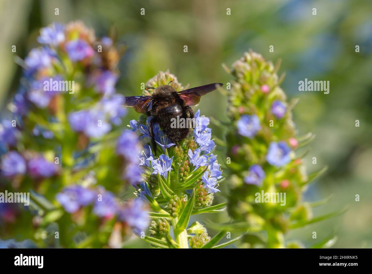 Xylocopa violacea (violet carpenter bee Stock Photo - Alamy