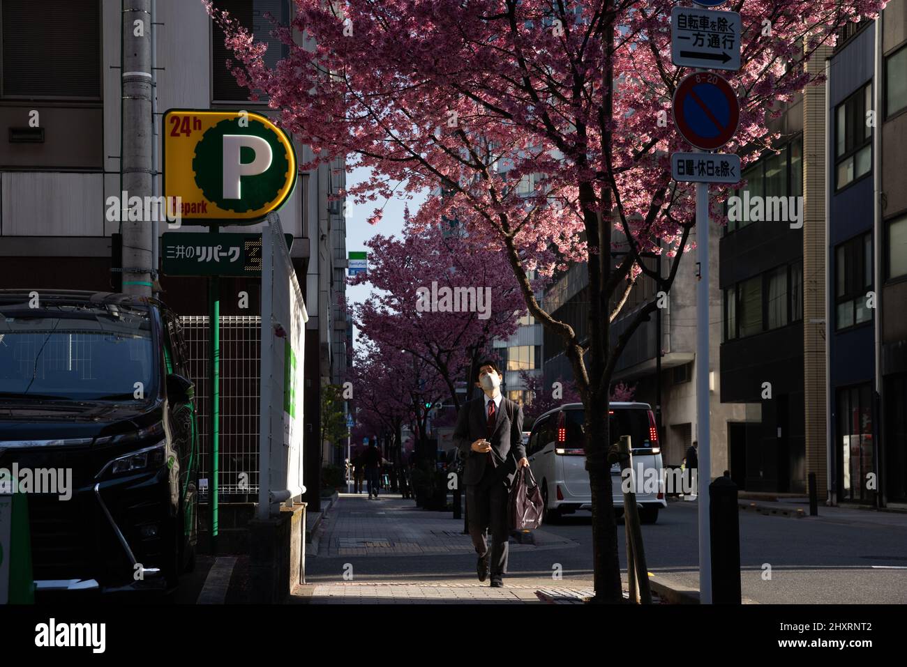 Man admires blooming Sakura cherry trees while walking underneath them ...