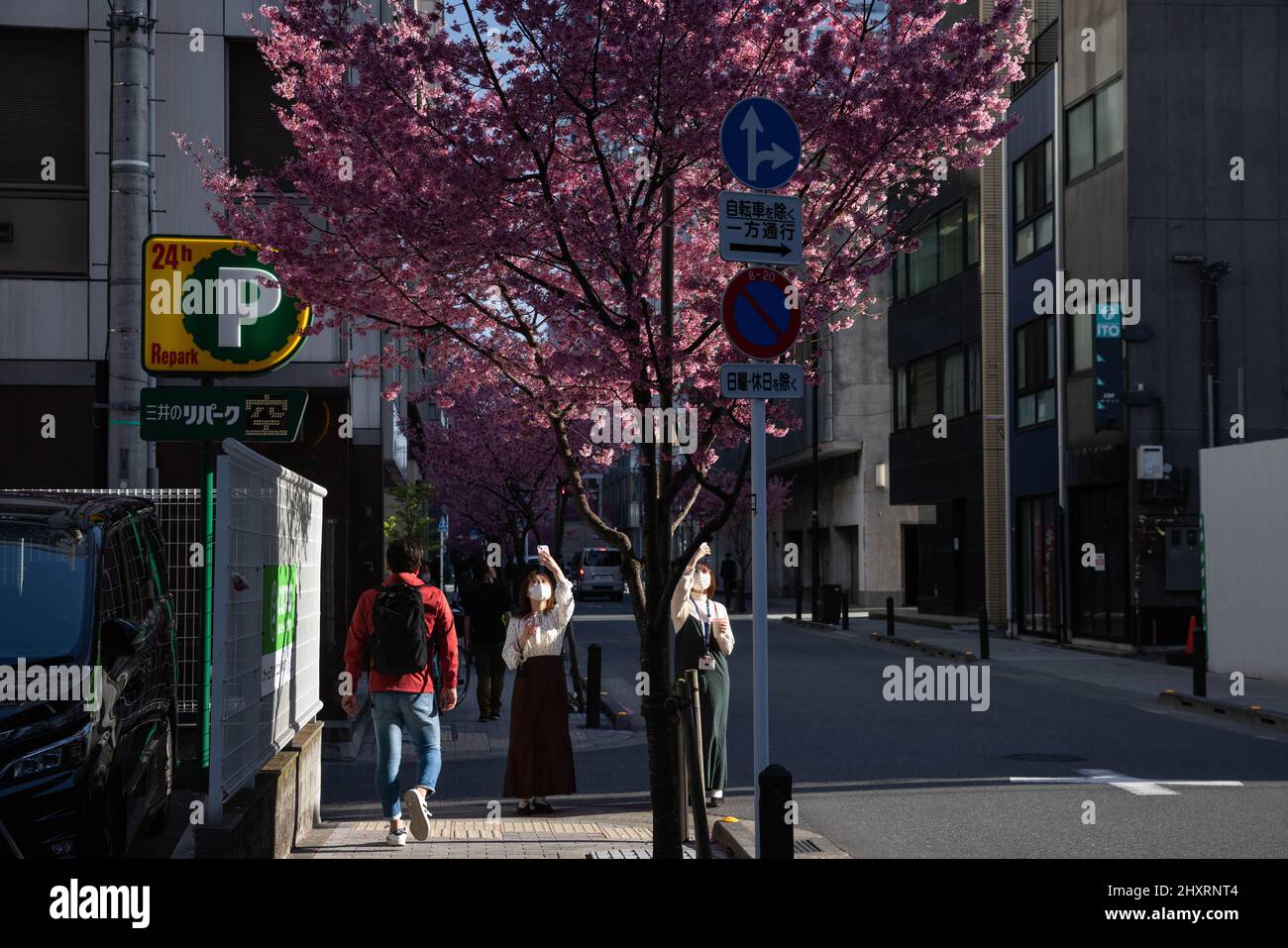 Women take photos of a blooming Sakura cherry tree in Nihombashi. Early ...