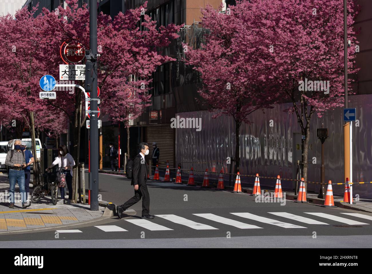 Businessman crosses the street next to blooming Sakura cherry trees in Nihombashi. Early Sakura ...