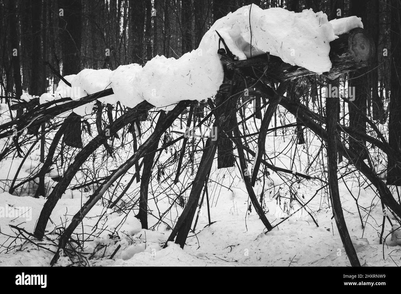 tree skeleton in the forest Stock Photo - Alamy