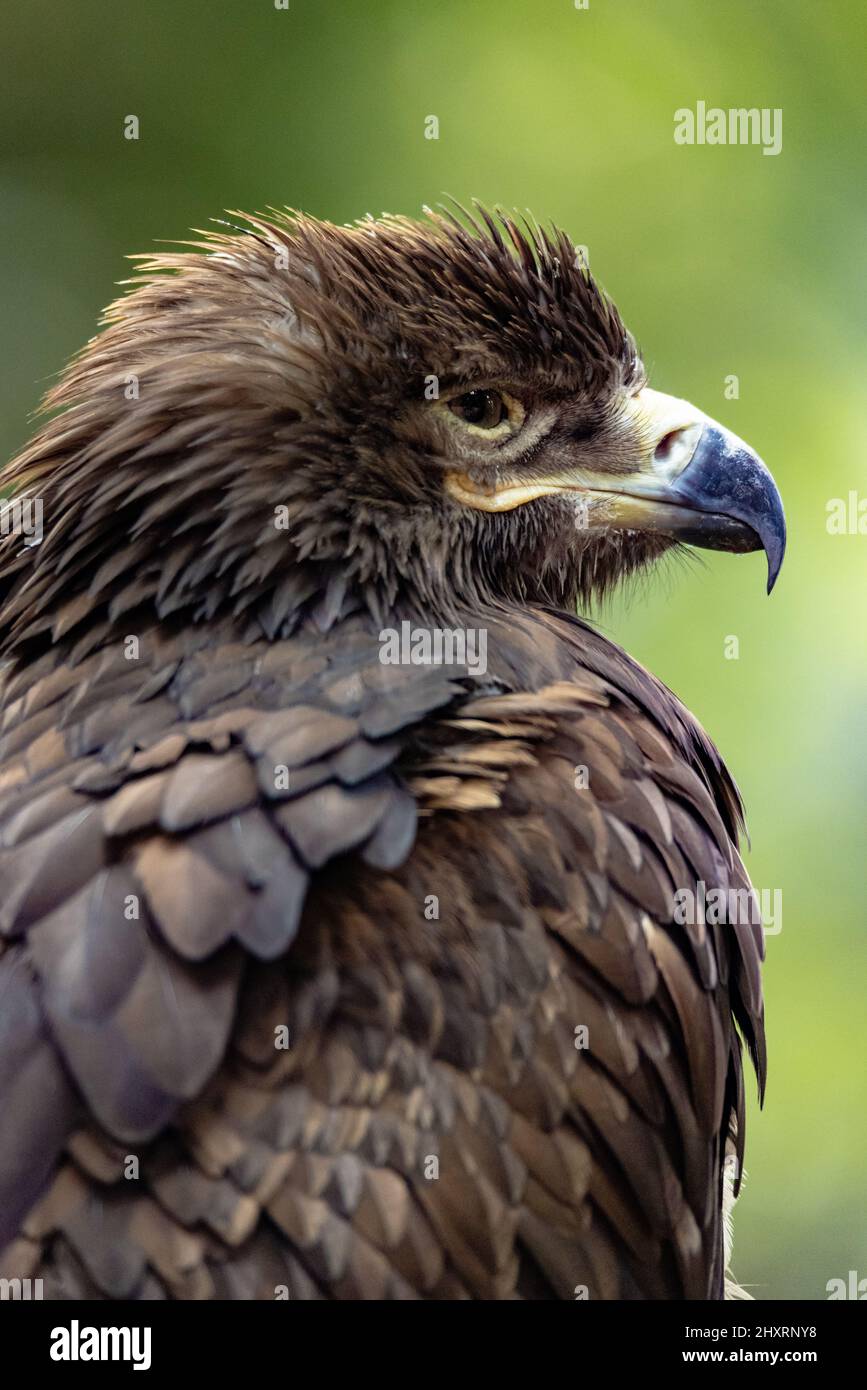 Eagle in the natural habitat hi-res stock photography and images - Alamy