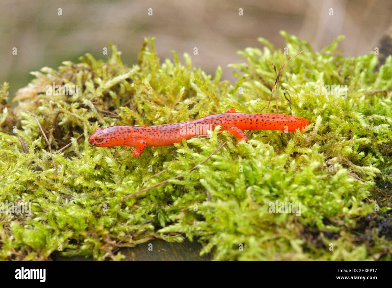 Closeup on the colorful , attractive Blue Ridge Red Salamander ...