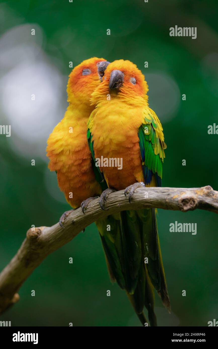 Cute yellow Parrots in natural habitat Stock Photo - Alamy