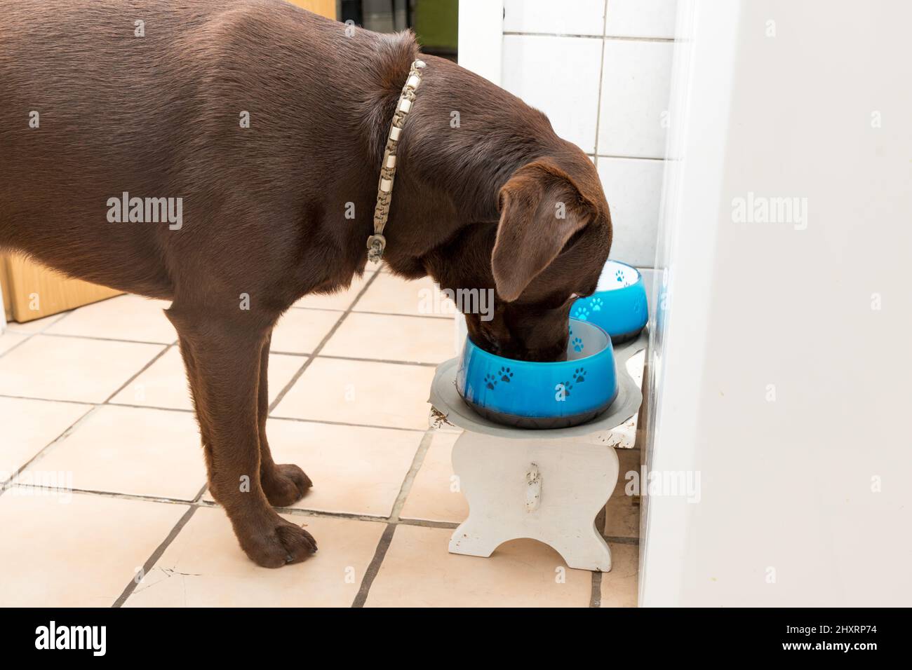 Photo of labrador eating food Stock Photo - Alamy