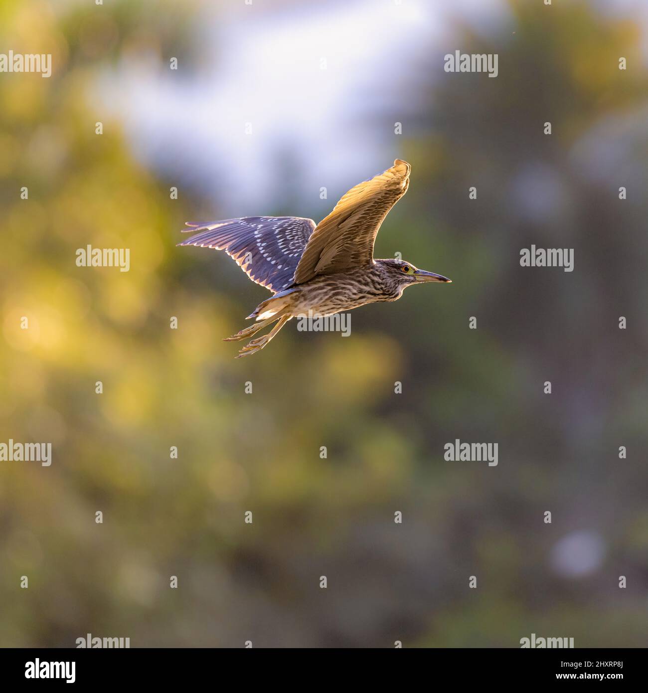 Eurasian Bittern flying in a blue sky Stock Photo - Alamy