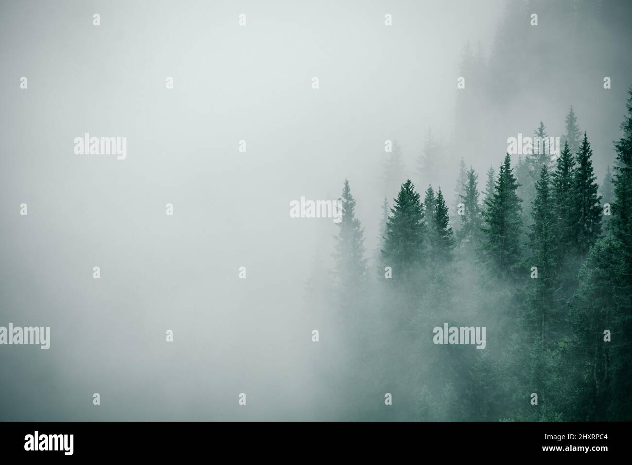 Heavy mist over the green dense forests Stock Photo - Alamy