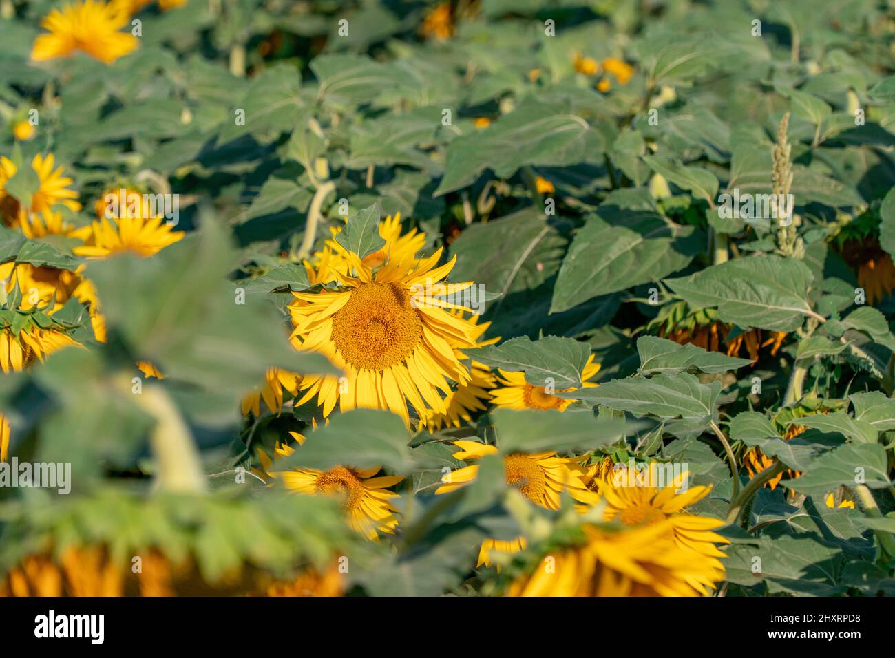 Aerial shot of common sunflowers growing in the field in Western China ...